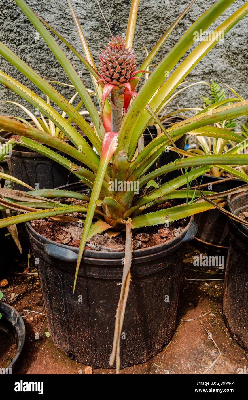 Blooming Pineapple Plant Growing in a Garden Stock Photo - Alamy