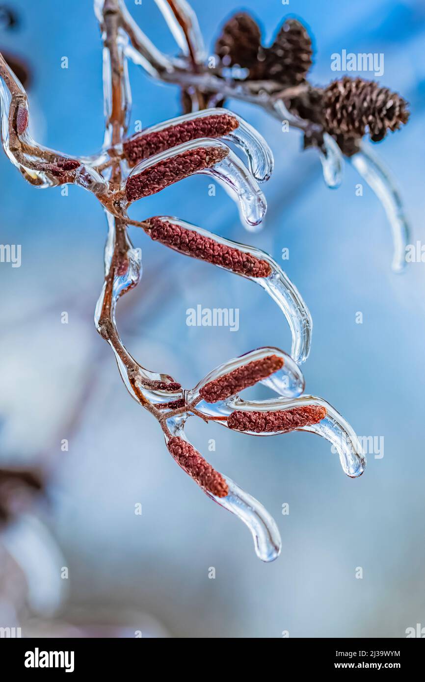 Speckled Alder, Alnus incana, branches with icicles following a ...