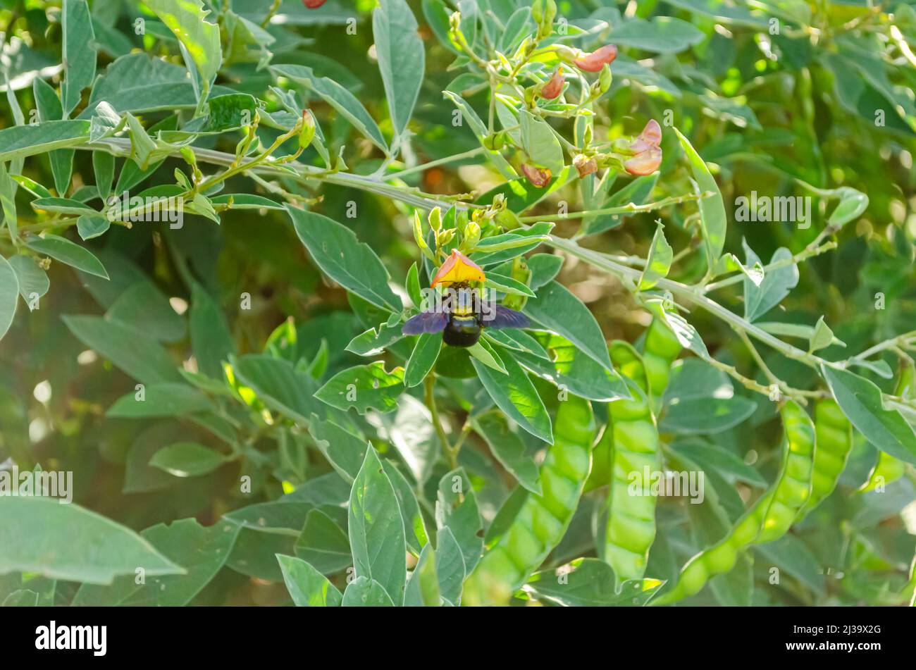 Gungu tree hi-res stock photography and images - Alamy