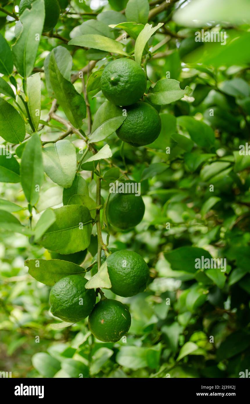 Key lime tree products hi-res stock photography and images - Alamy