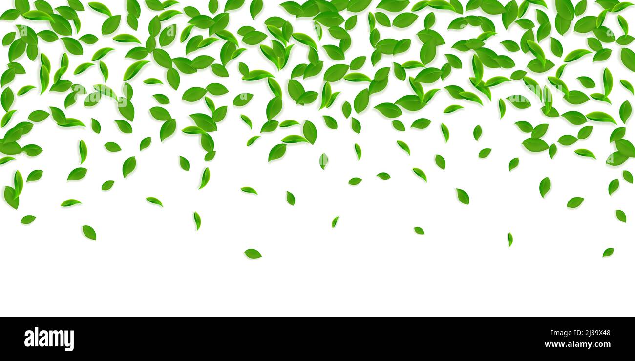 Falling green leaves. Fresh tea chaotic leaves flying. Spring foliage ...