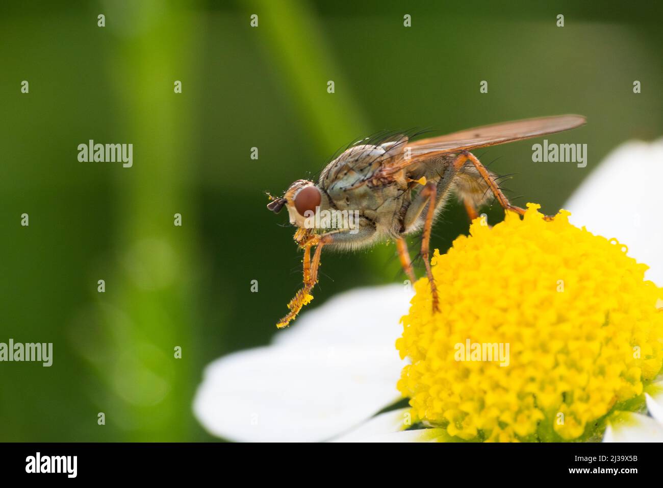 A small yellow dung fly getting nectar from a flower Stock Photo - Alamy