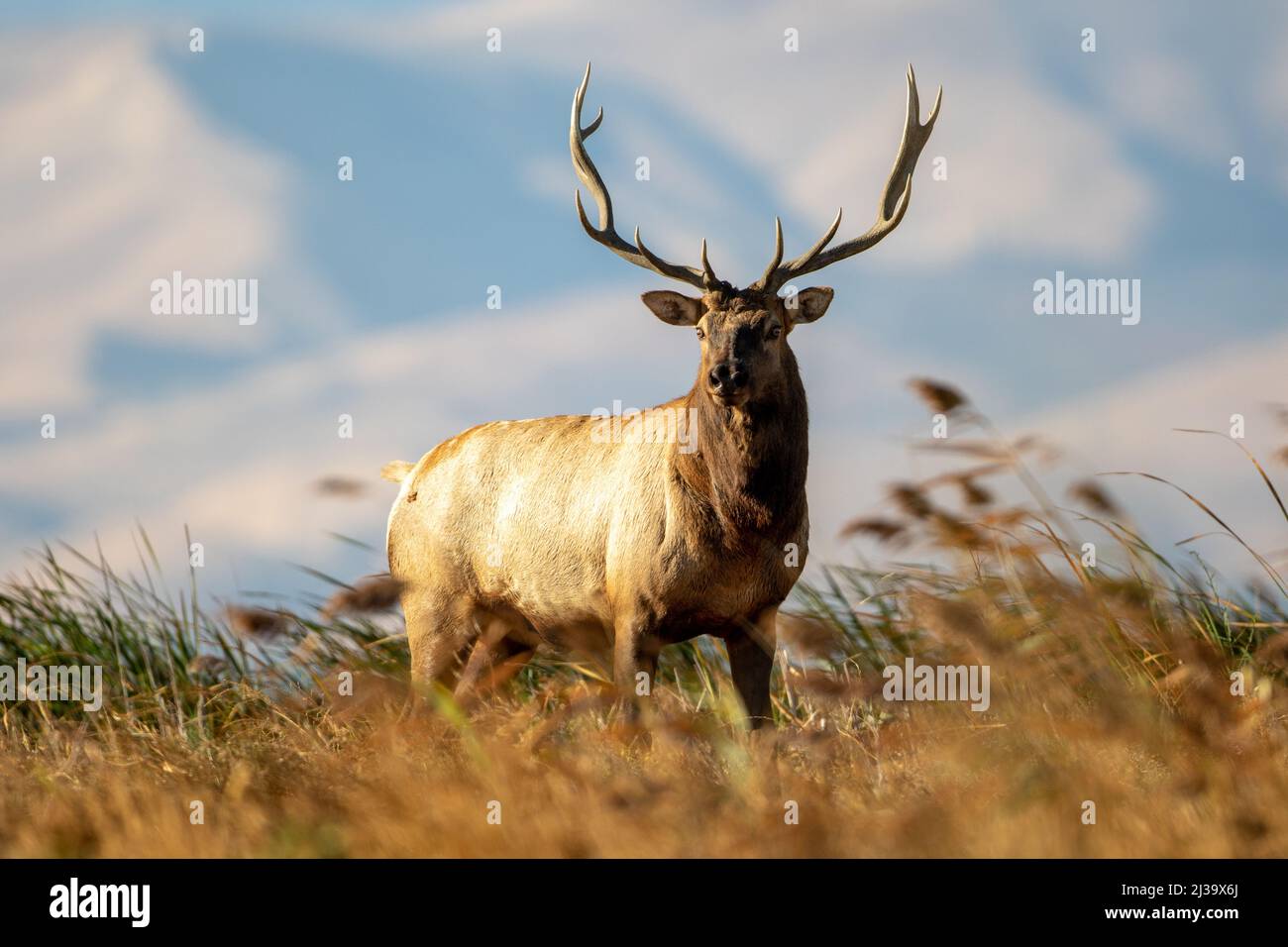 Tule grass hi-res stock photography and images - Alamy