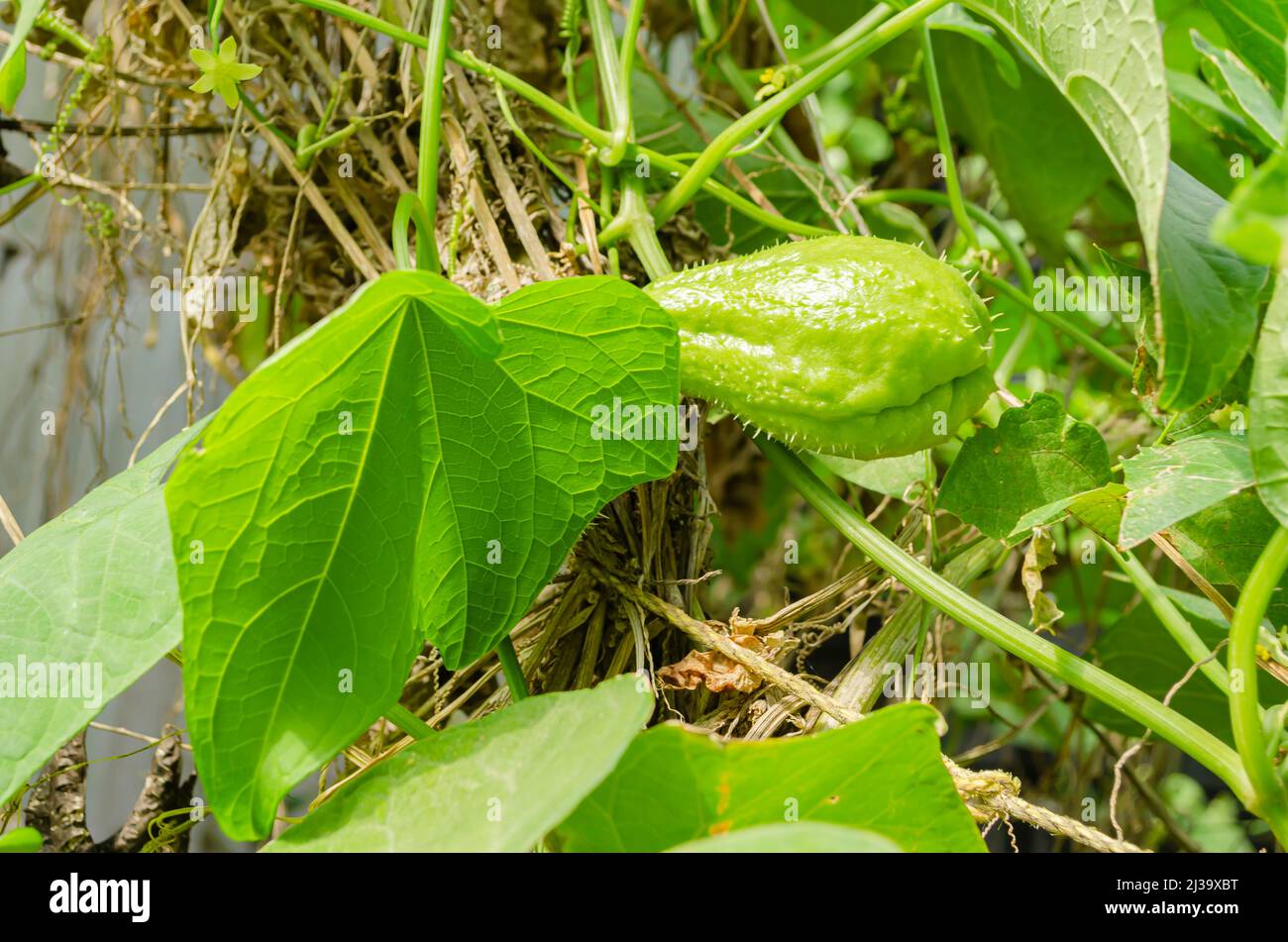 Chayote Vine
