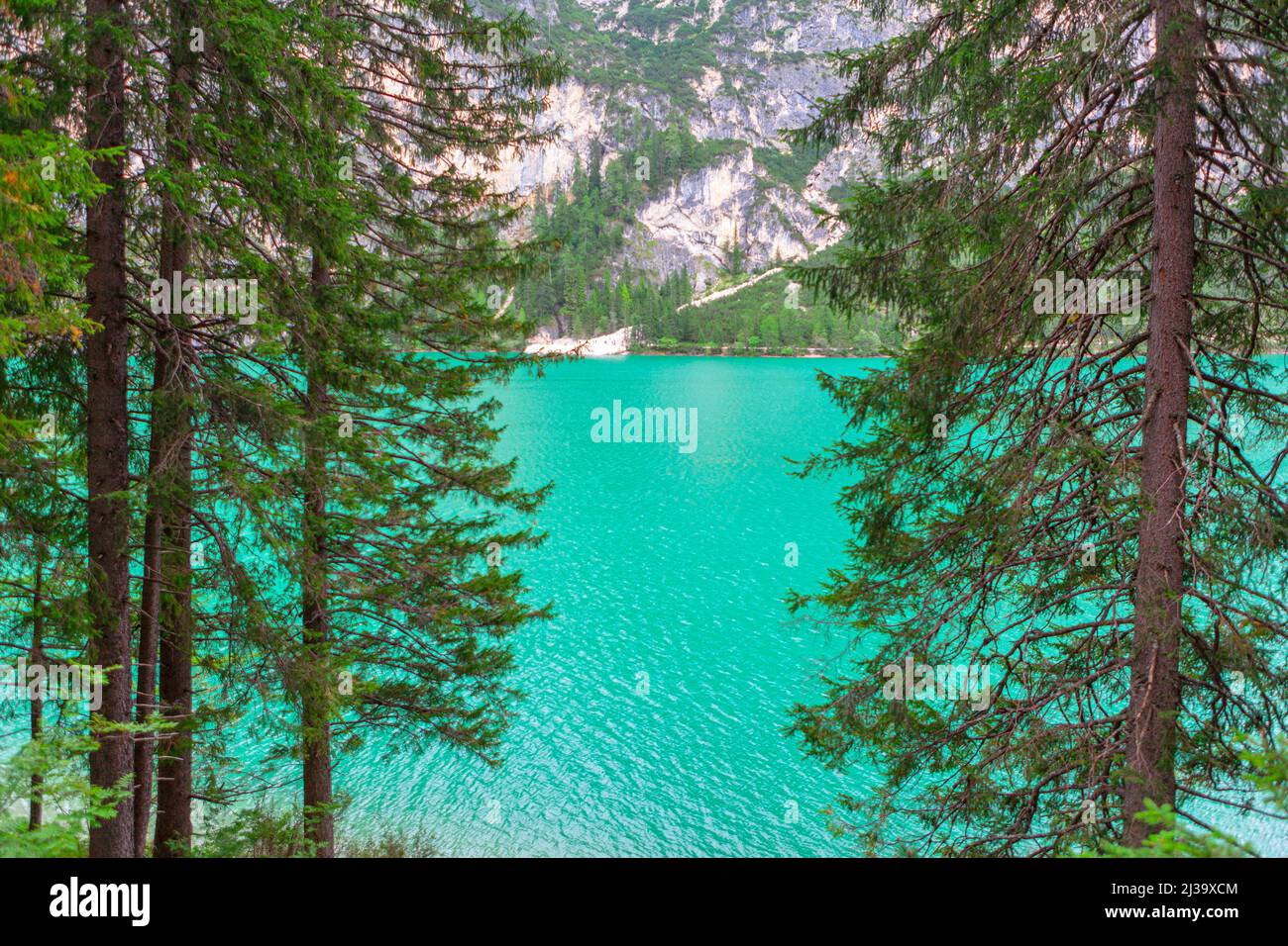 Alpine vegetation alpine fir trees hi-res stock photography and images ...