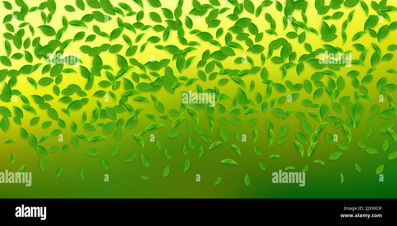 Falling green leaves. Fresh tea chaotic leaves flying. Spring foliage ...