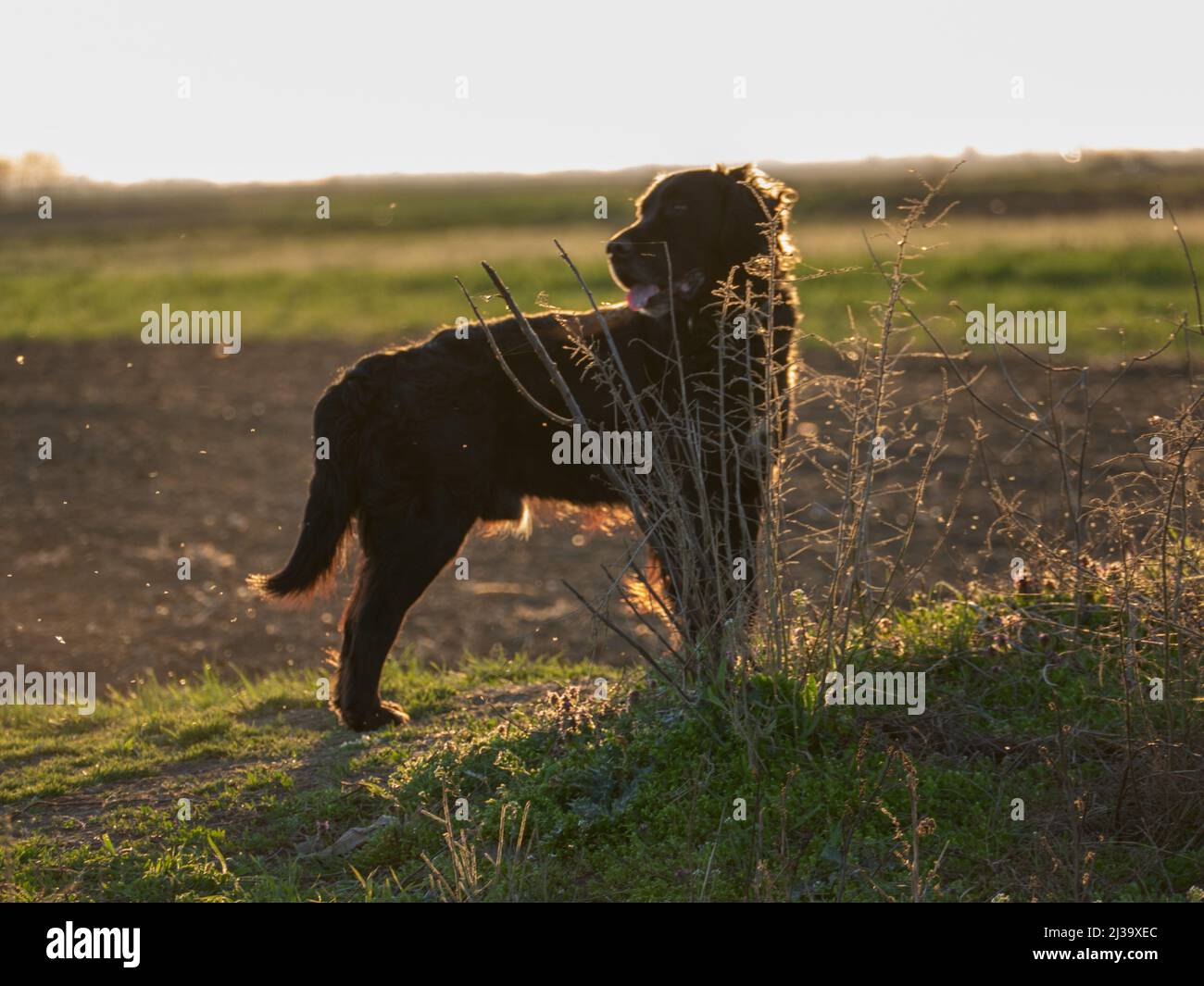 Black dog farm hi-res stock photography and images - Alamy