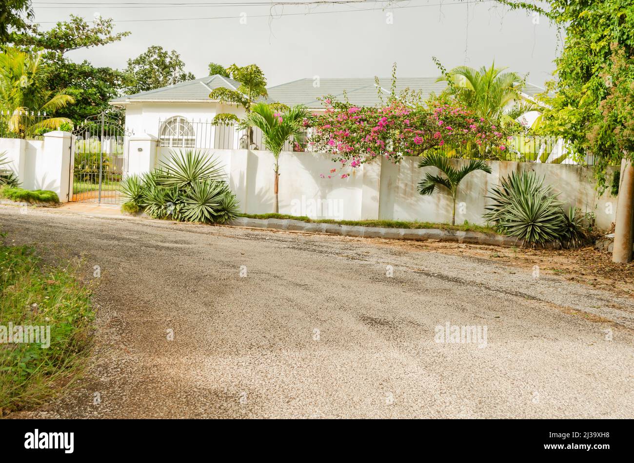 Palm trees hanging over hi-res stock photography and images - Alamy