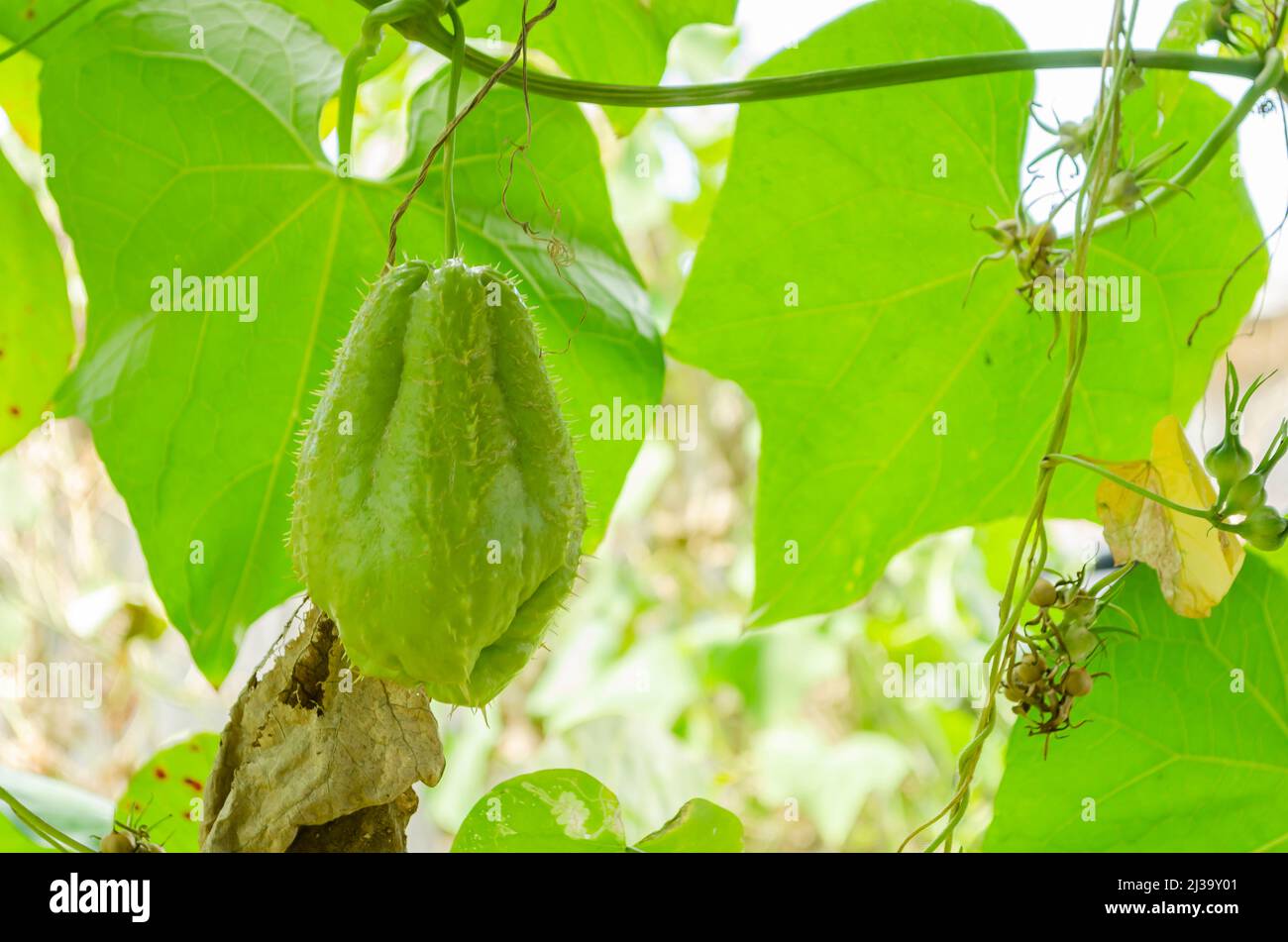 Cho-cho and Leaves Stock Photo - Alamy