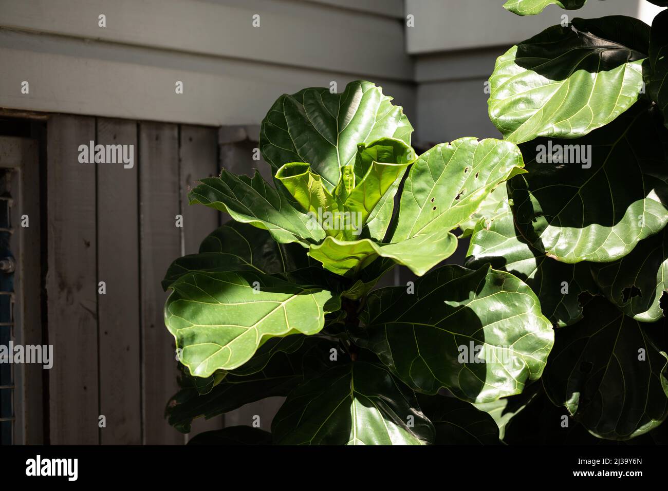 Large fiddle leaf fig house plant in dappled afternoon light casting ...