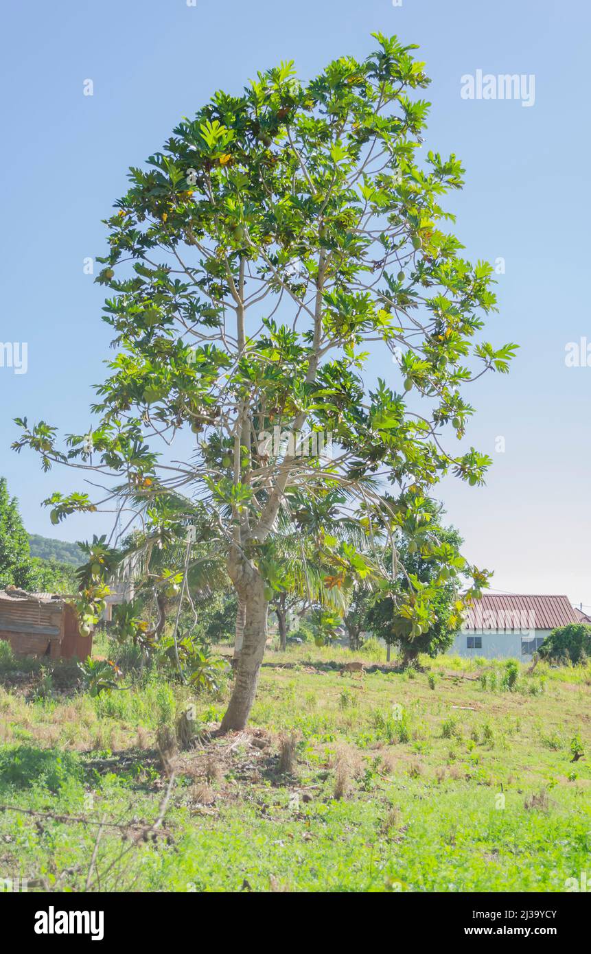Breadfruit Tree