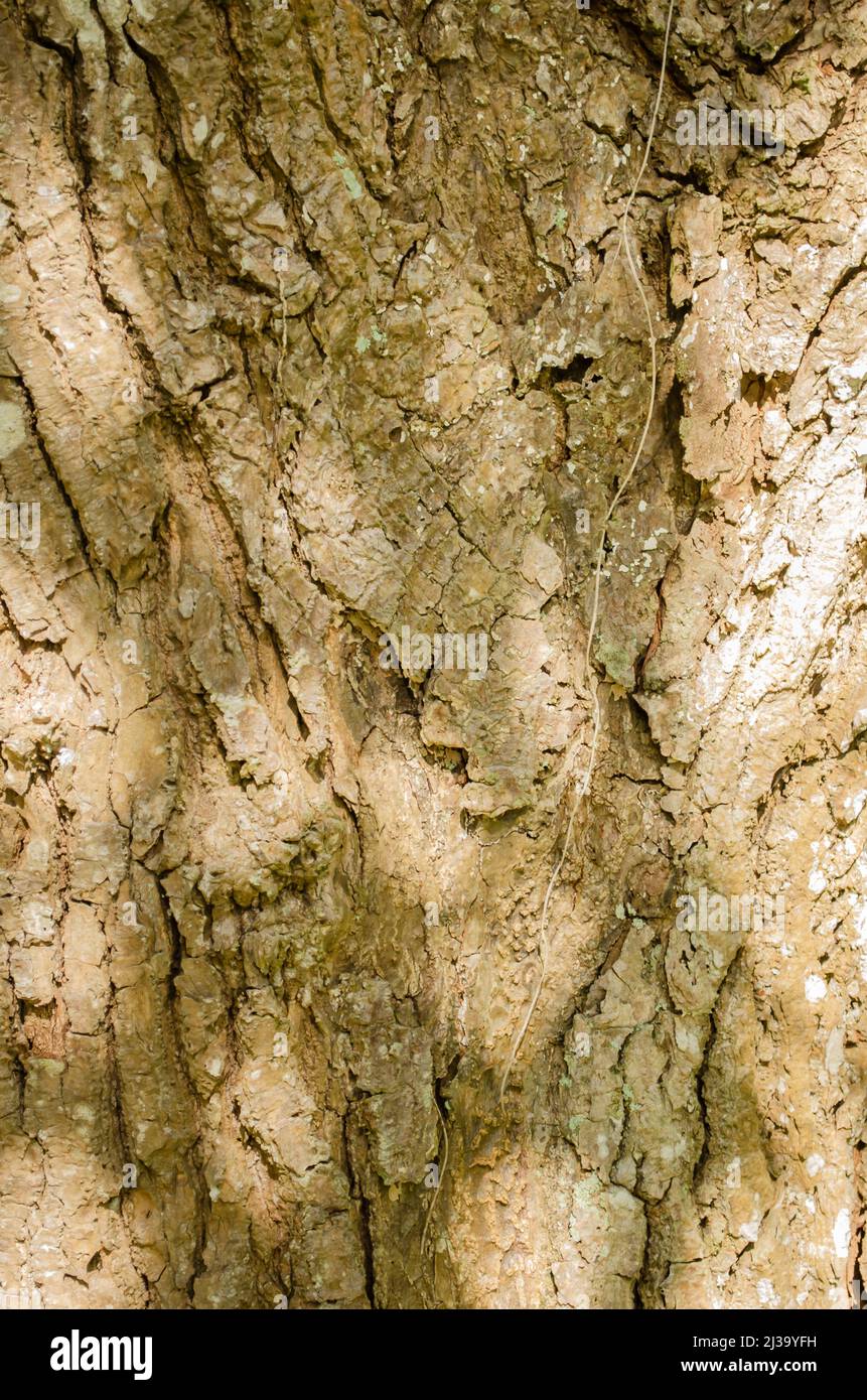 Sunlit tree bark hi-res stock photography and images - Alamy