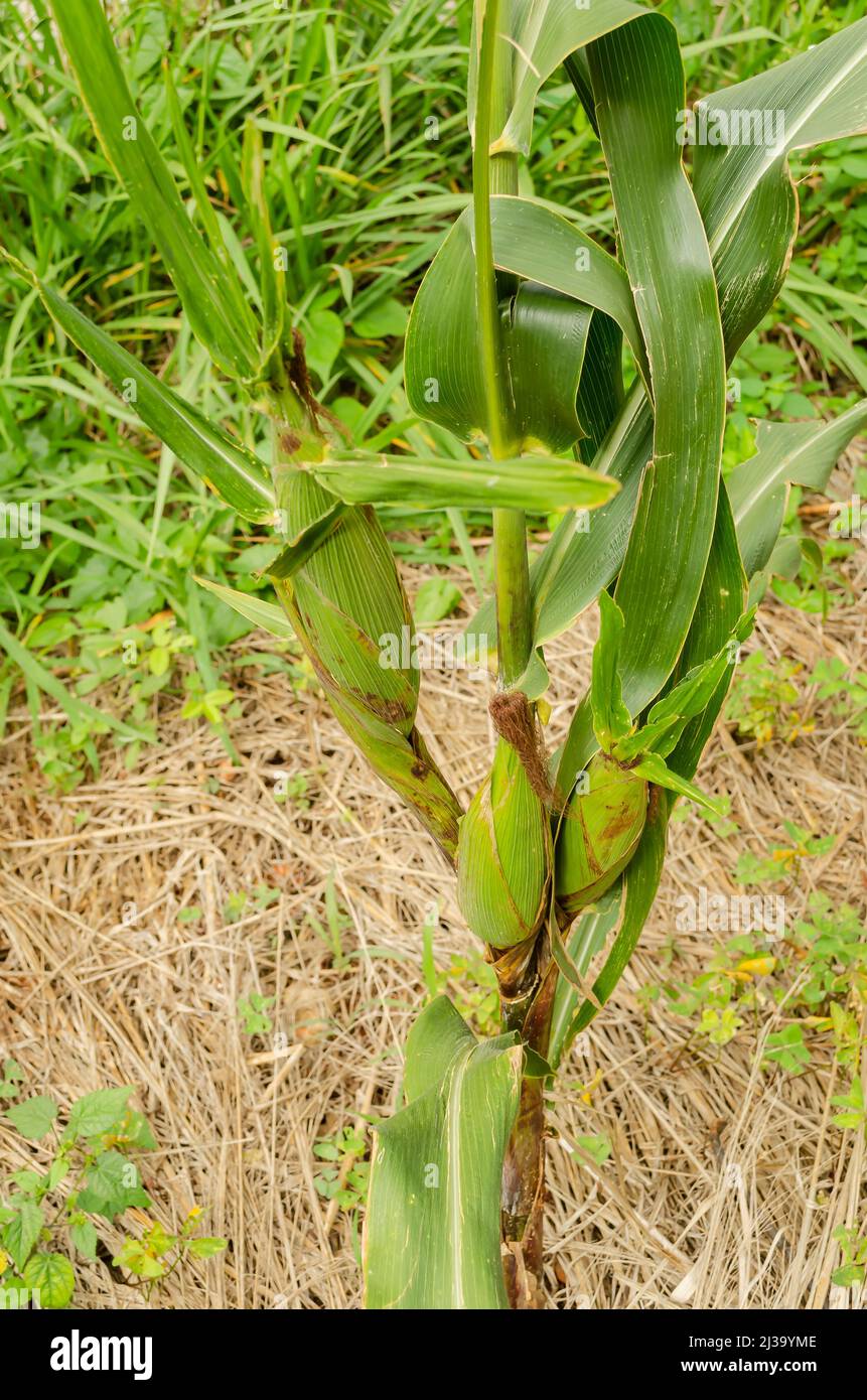 Three Ears On Corn Plant Stock Photo - Alamy