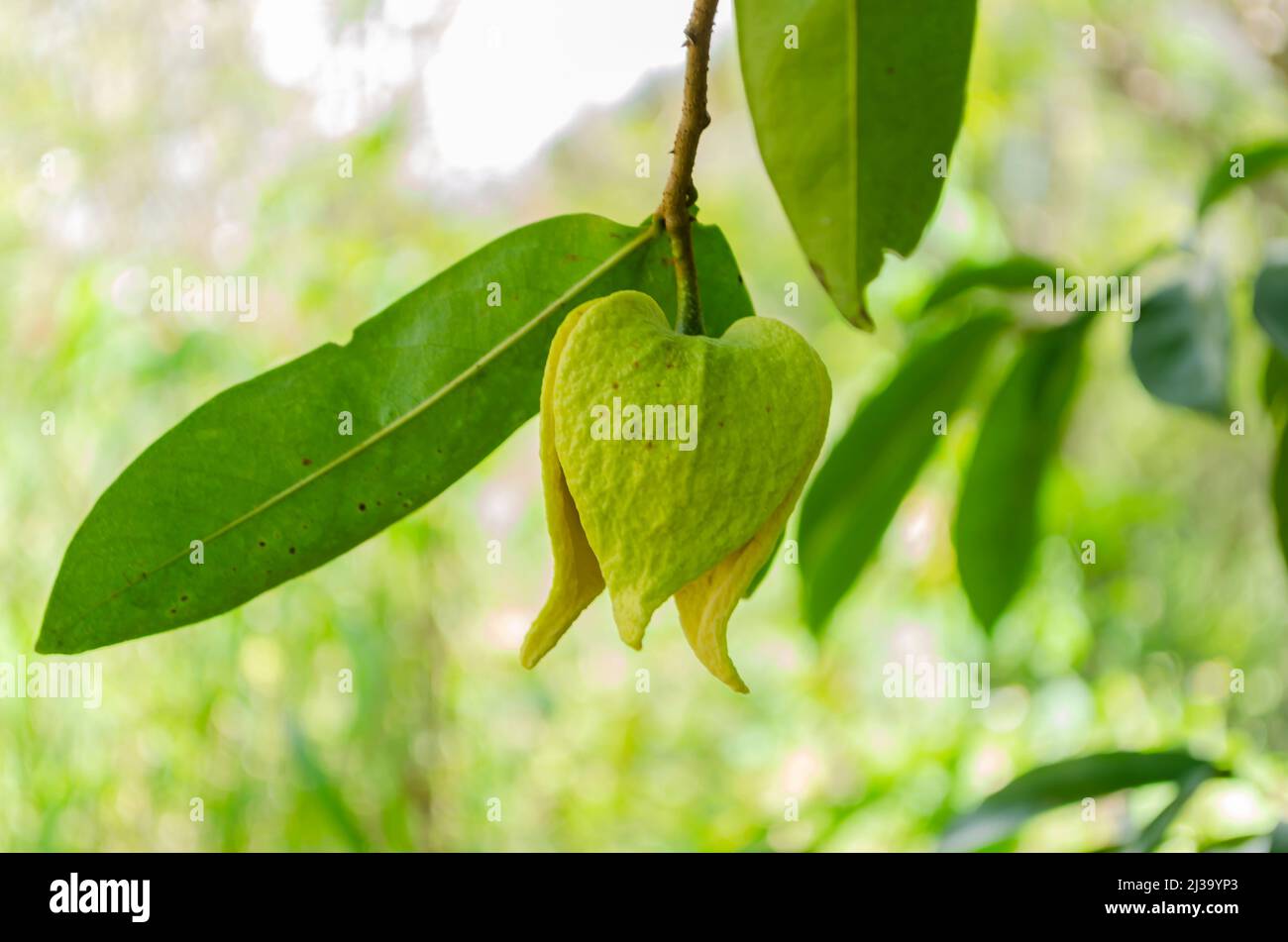 Soursop leaf hi-res stock photography and images - Alamy
