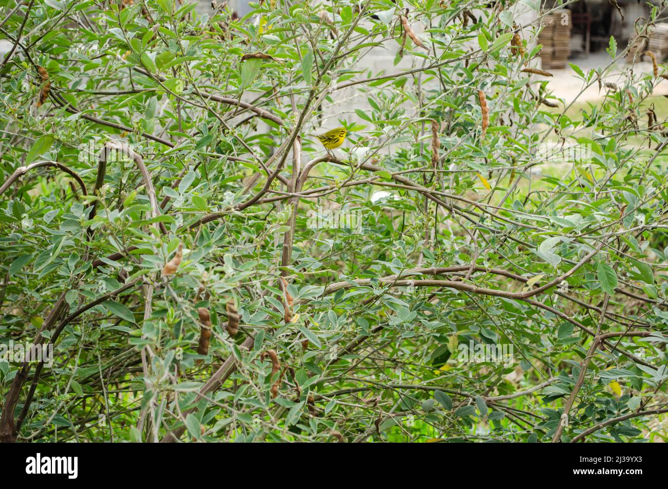 Bird In Pigeon Peas Tree Stock Photo - Alamy