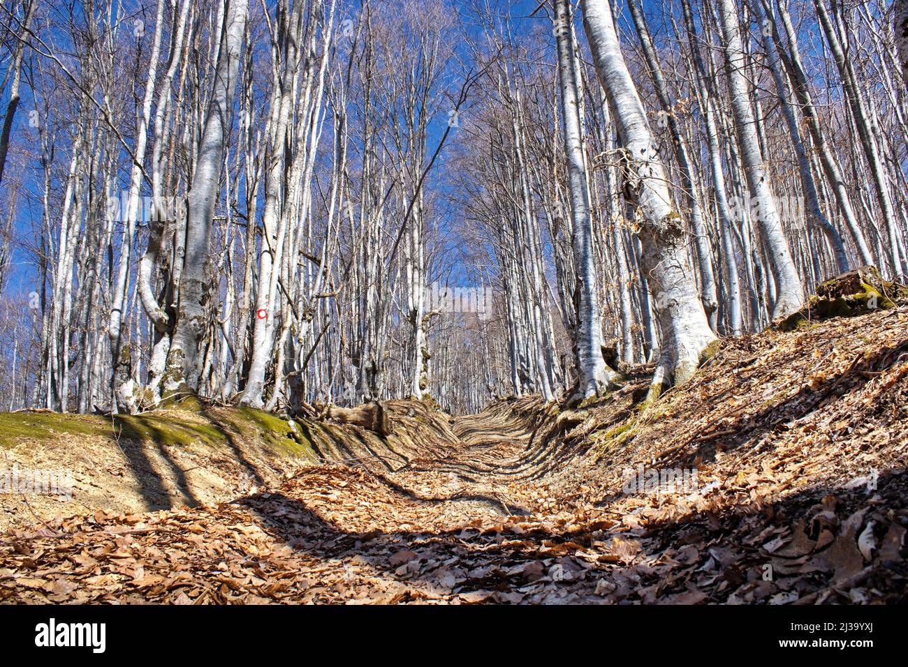 An empty path in leafless birch tree forest against a blue sky Stock ...