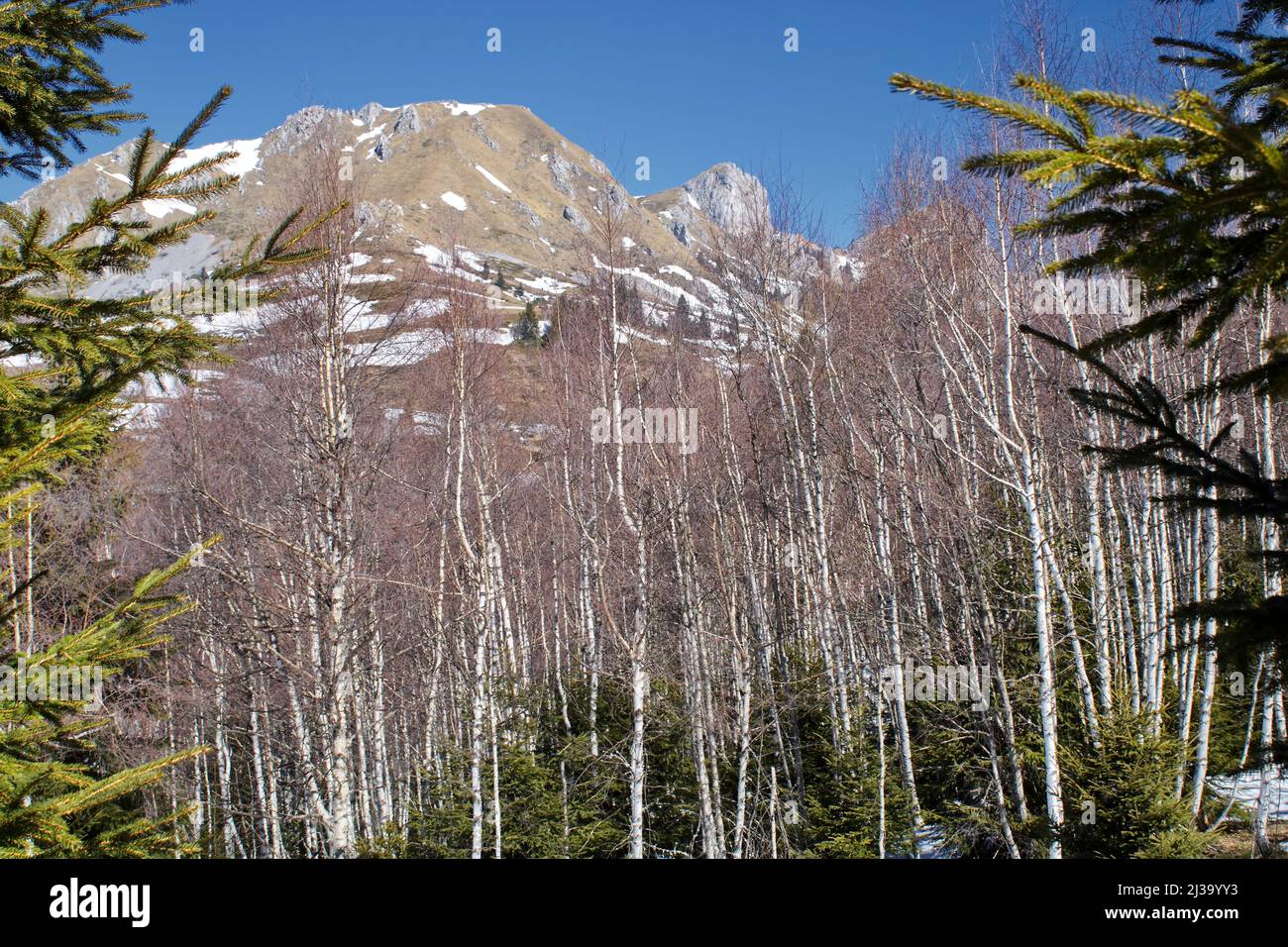 The tall and leafless birch trees in the forest with snowy mountain on ...