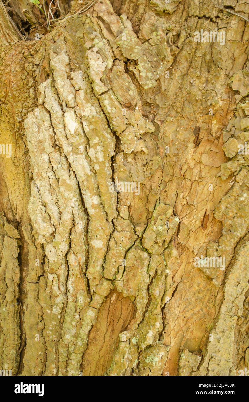 Close up avocado tree bark hi-res stock photography and images - Alamy
