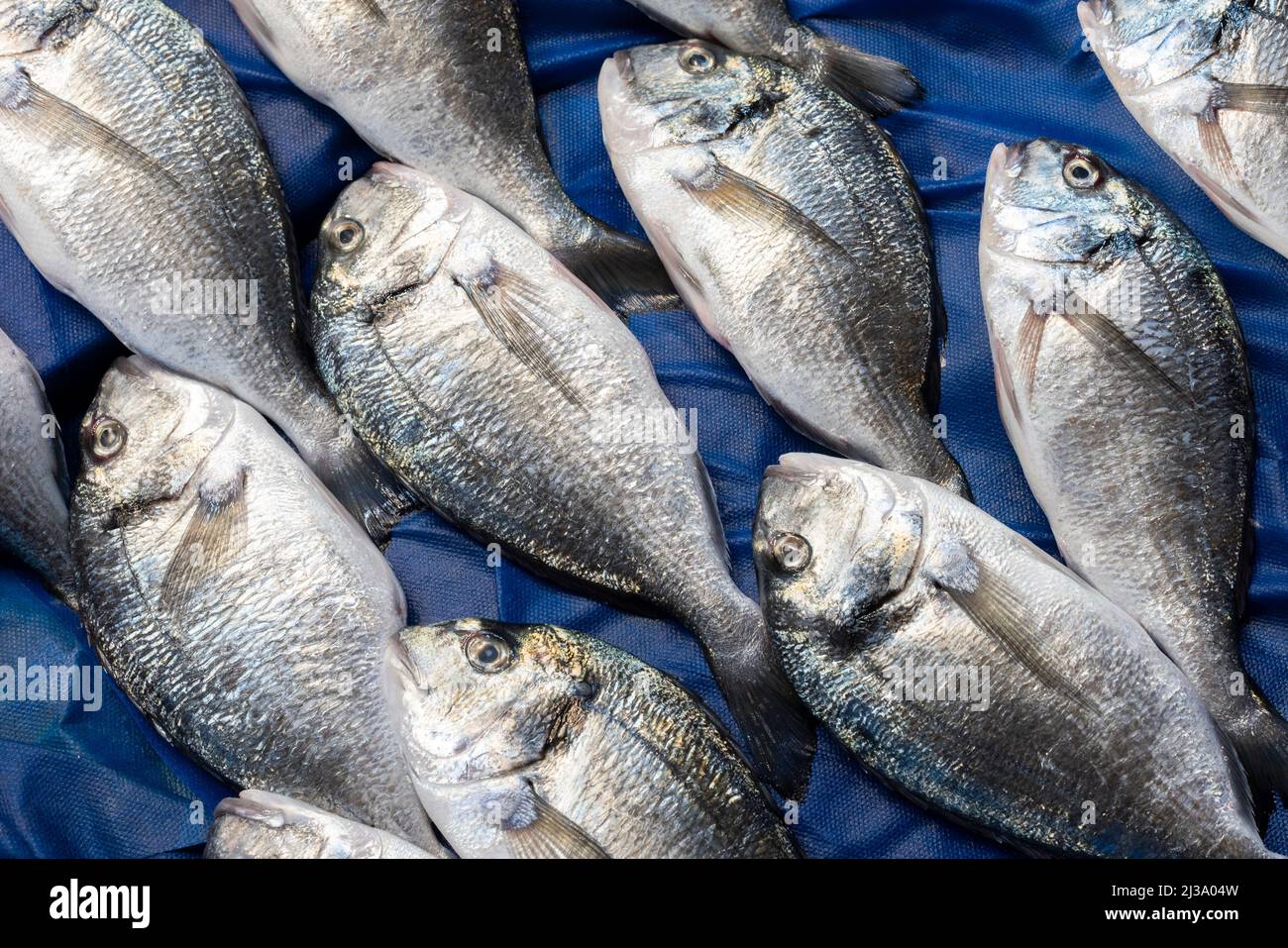 Gilt-head bream on display at fish market Stock Photo - Alamy