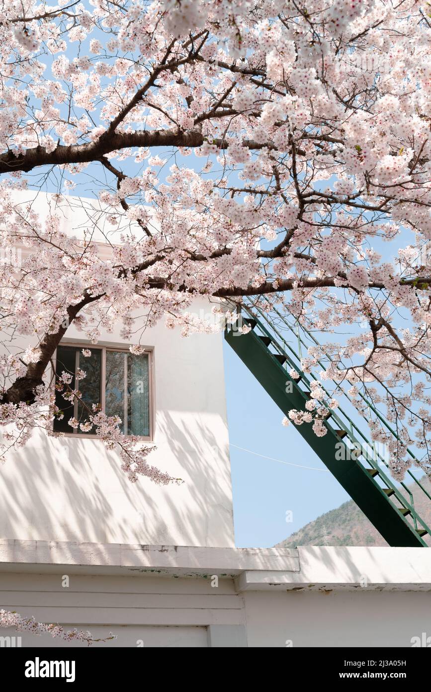 White building and cherry blossoms at Jinhae Yeojwacheon stream street ...