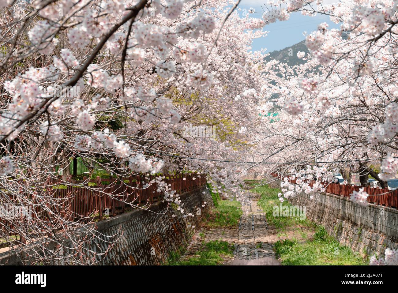 Jinhae Yeojwacheon stream cherry blossoms road in Changwon, Korea Stock ...