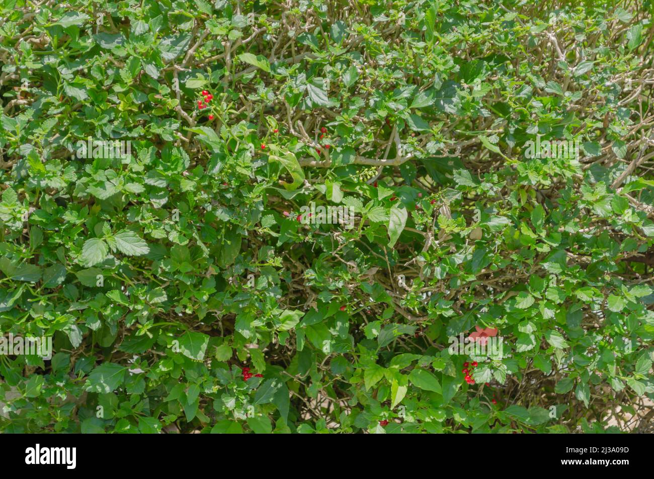 Vines plant texture hi-res stock photography and images - Alamy