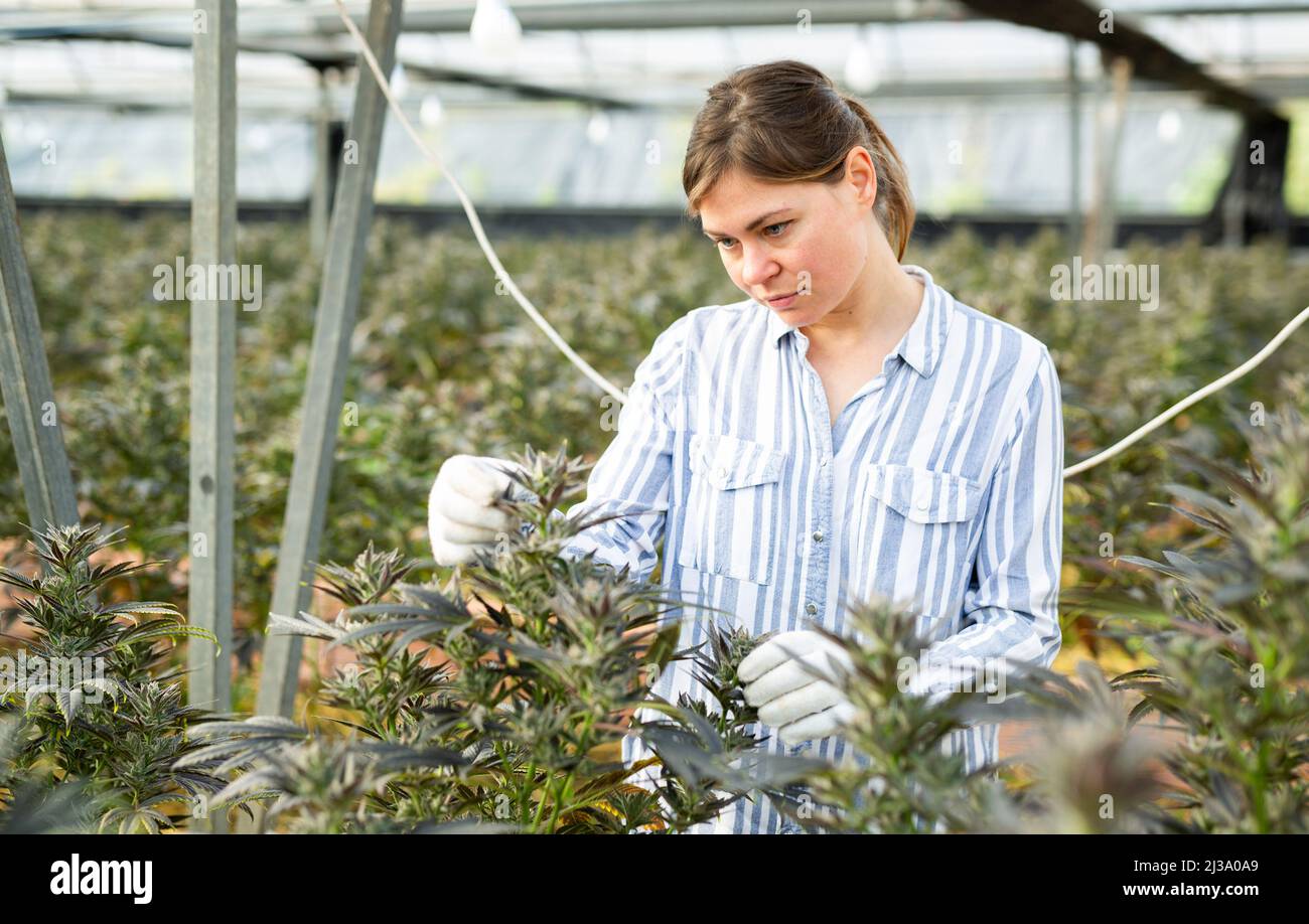 Cannabis farm worker hi-res stock photography and images - Alamy