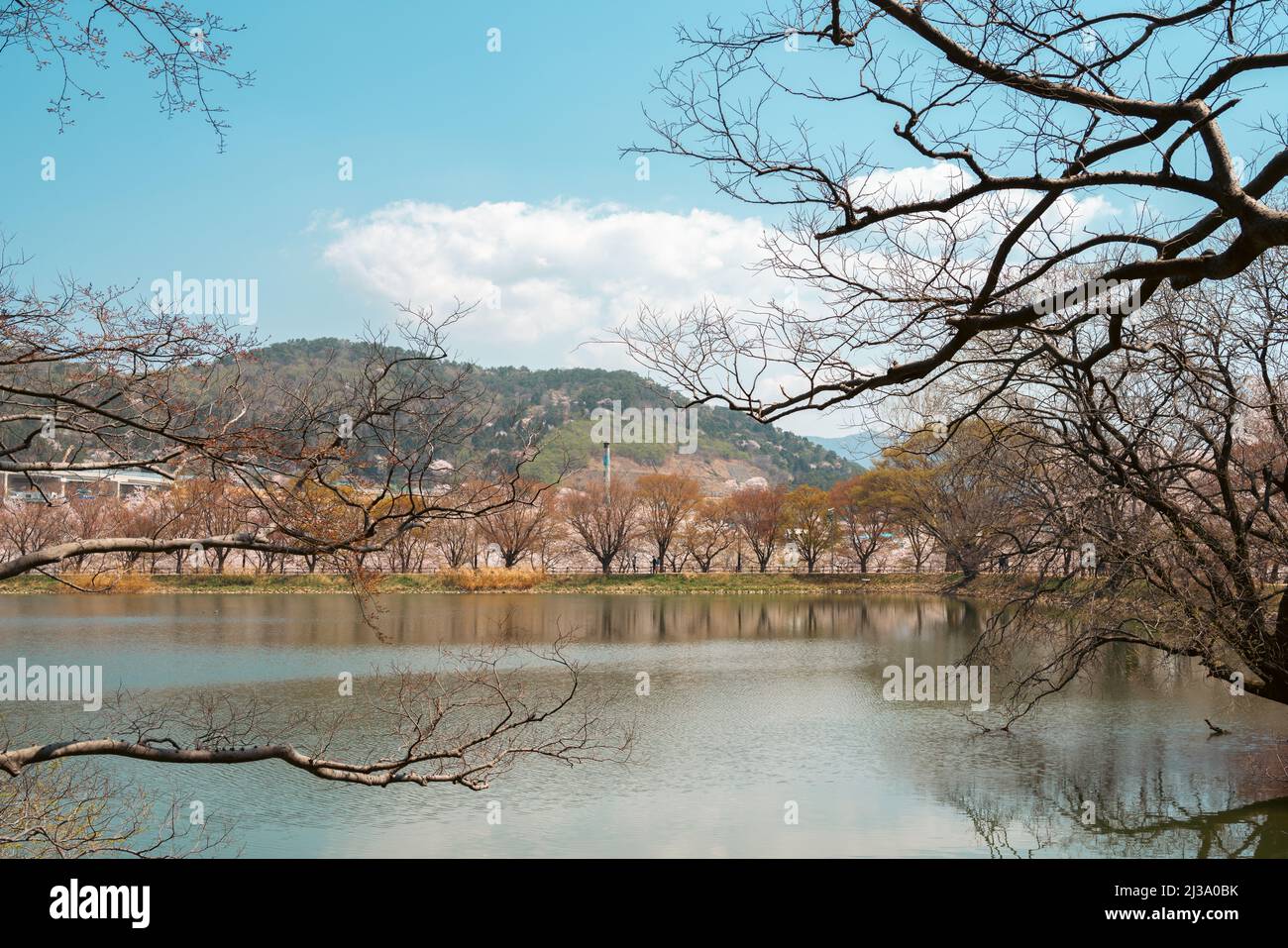Spring nature scenery at Jinhae NFRDI Environment Eco-Park in Changwon ...