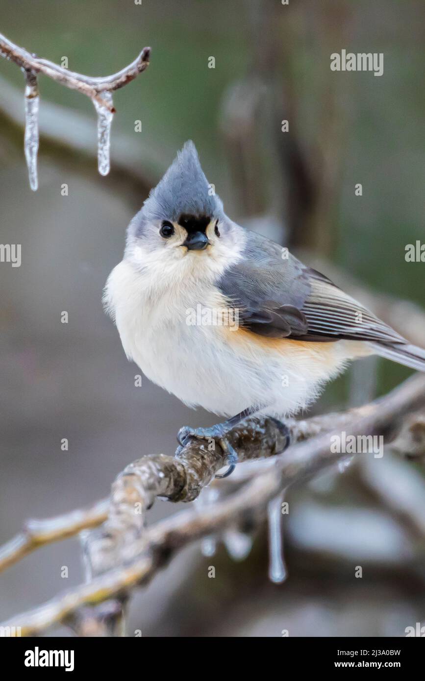Tufted Titmouse, Baeolophus bicolor, after an ice storm in Michigan ...