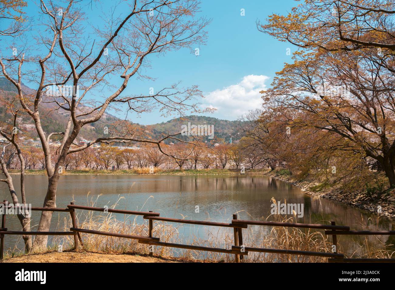 Spring nature scenery at Jinhae NFRDI Environment Eco-Park in Changwon ...