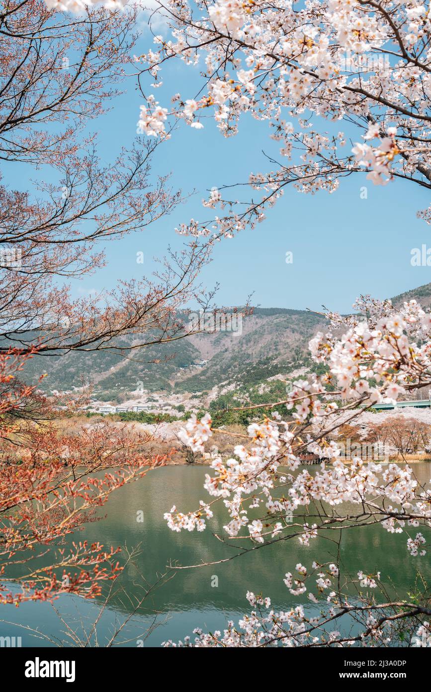 Spring nature scenery at Jinhae NFRDI Environment Eco-Park in Changwon ...
