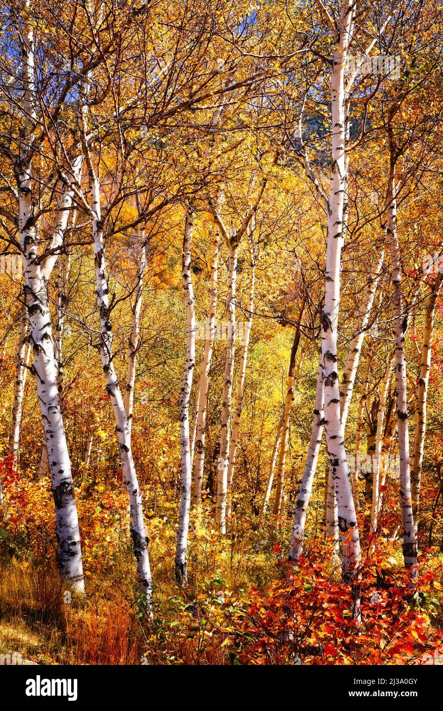 Changing birch trees in the White Mountains around Pinkham Notch, New ...