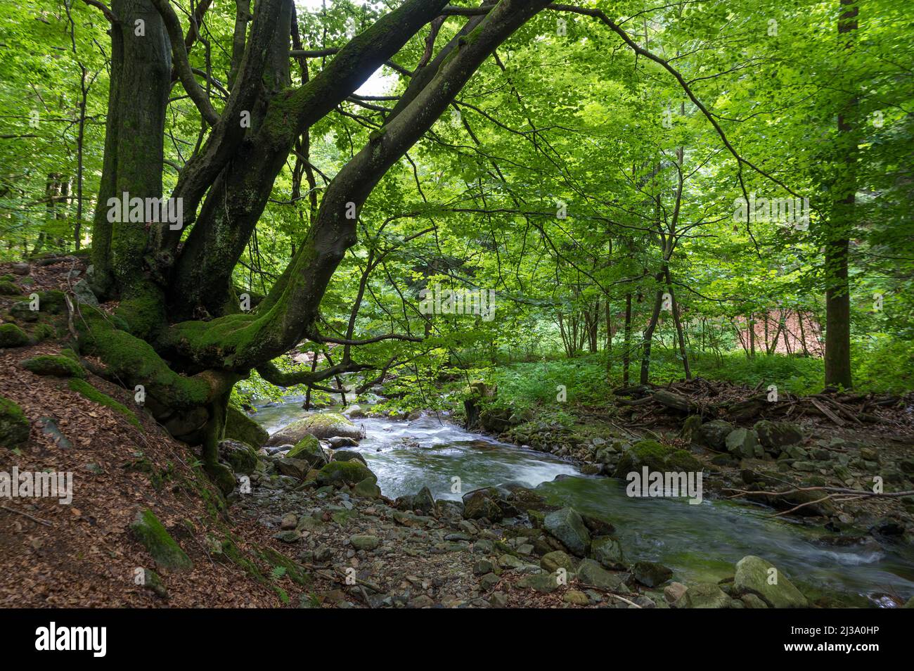 An old tree by a creek in the forest of Slovakia Stock Photo - Alamy