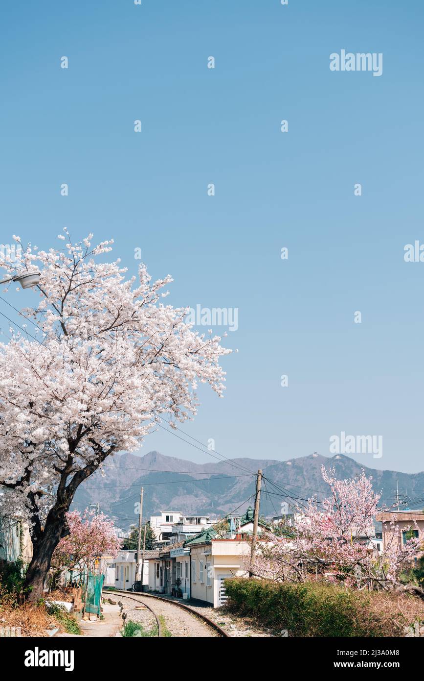 Railway and Jinhae old town street at spring in Changwon, Korea Stock ...