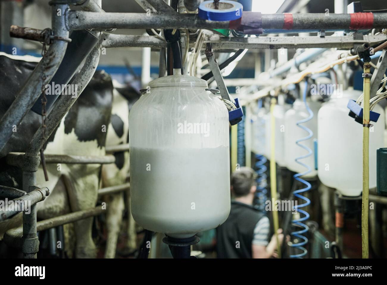 Freshly processed milk. Cropped shot of milk bottles being filled in a ...