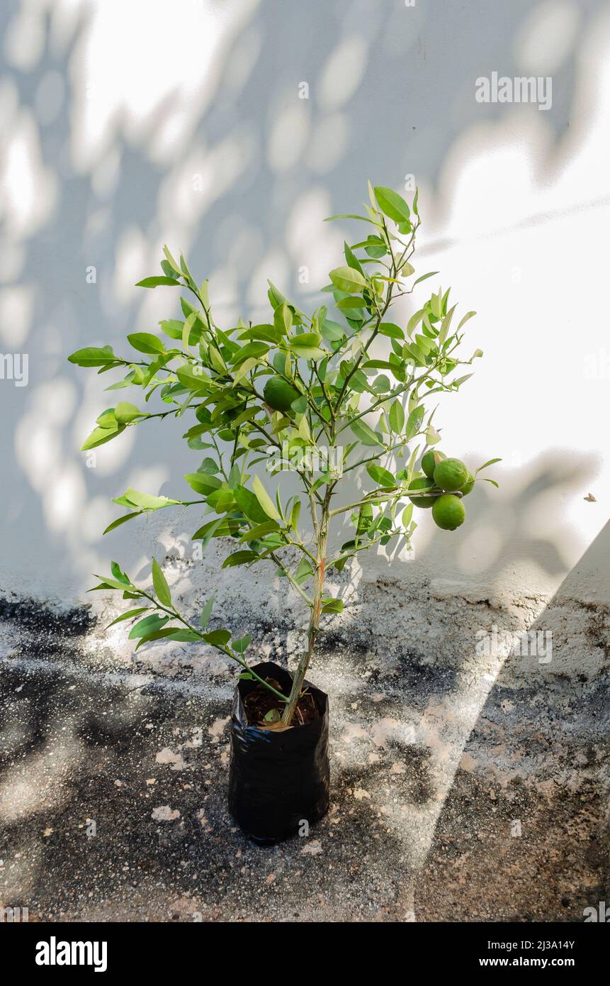 Young Key Lime Plant Stock Photo - Alamy