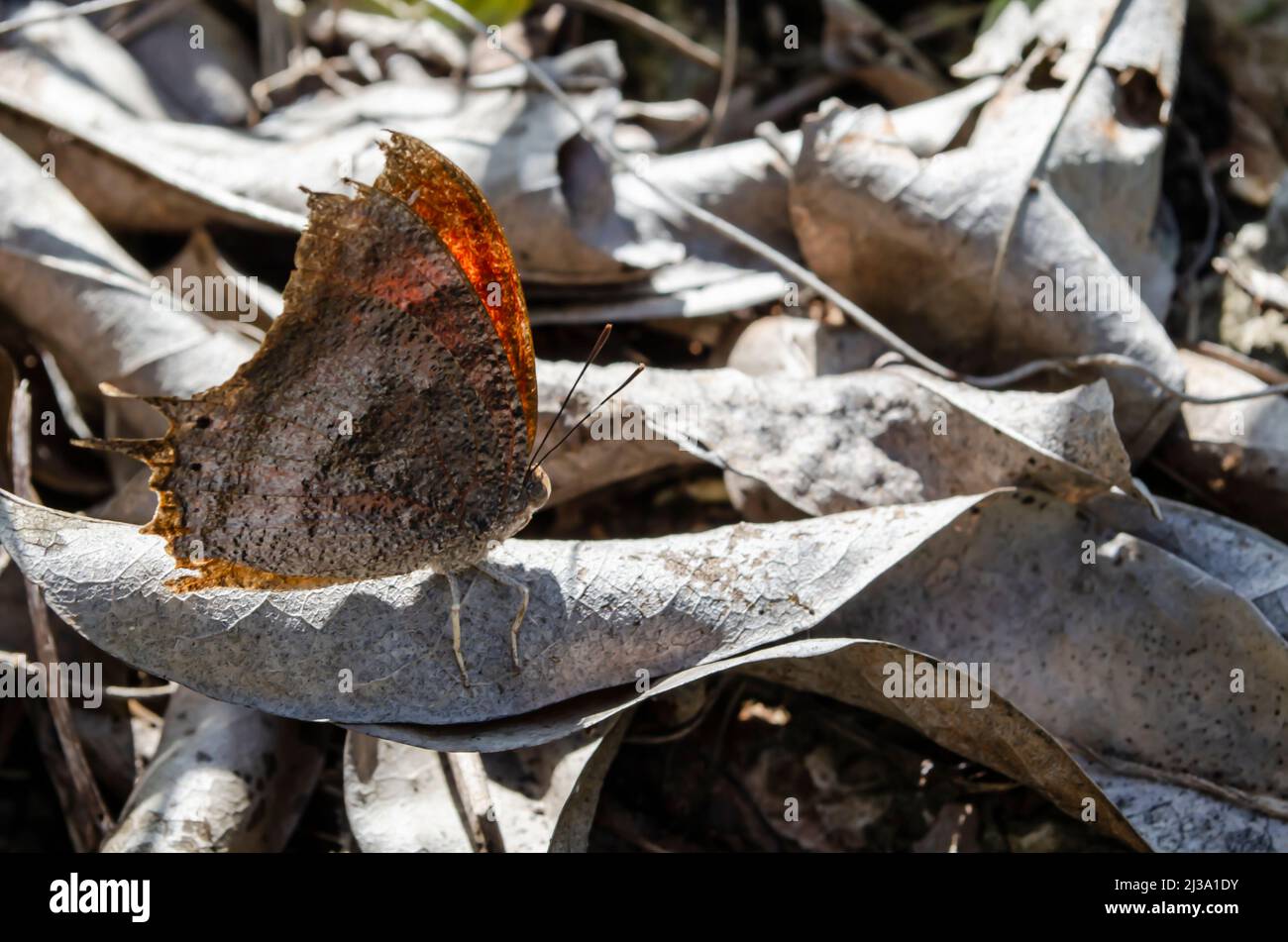 Dry Leaf Butterfly On Dried Leaves Stock Photo - Alamy