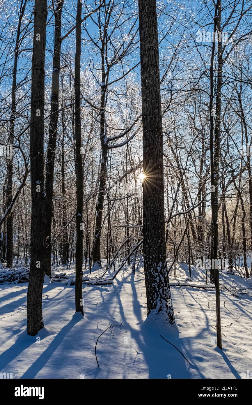Forest sparkling with ice after a freezing rain in Michigan, USA Stock ...