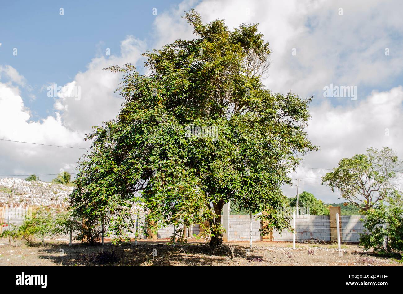 Sapotaceae family hi-res stock photography and images - Alamy