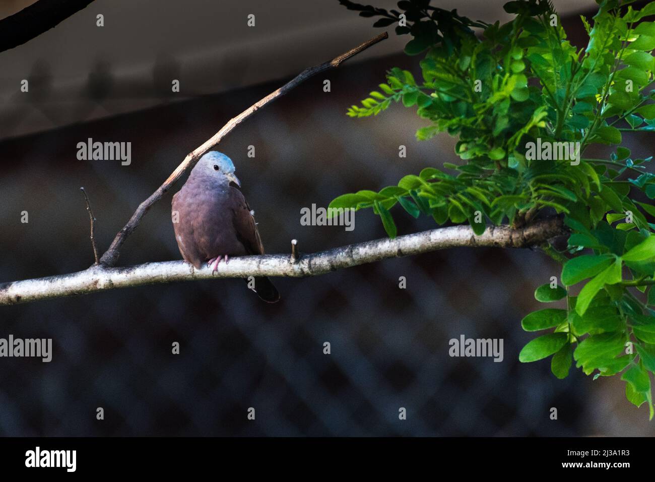 Dove in the branches hi-res stock photography and images - Alamy