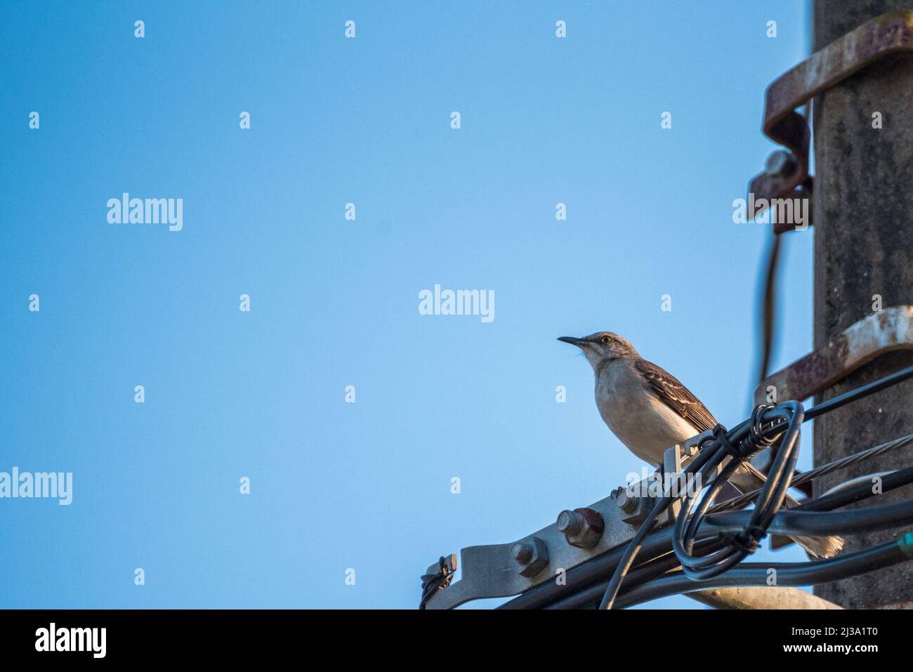 Bird on electrical transformer Stock Photo - Alamy
