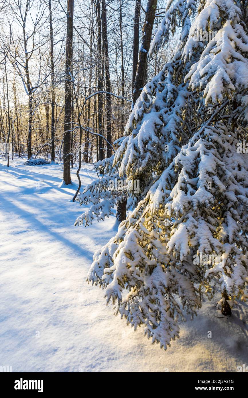 Forest sparkling with ice after a freezing rain in Michigan, USA Stock ...