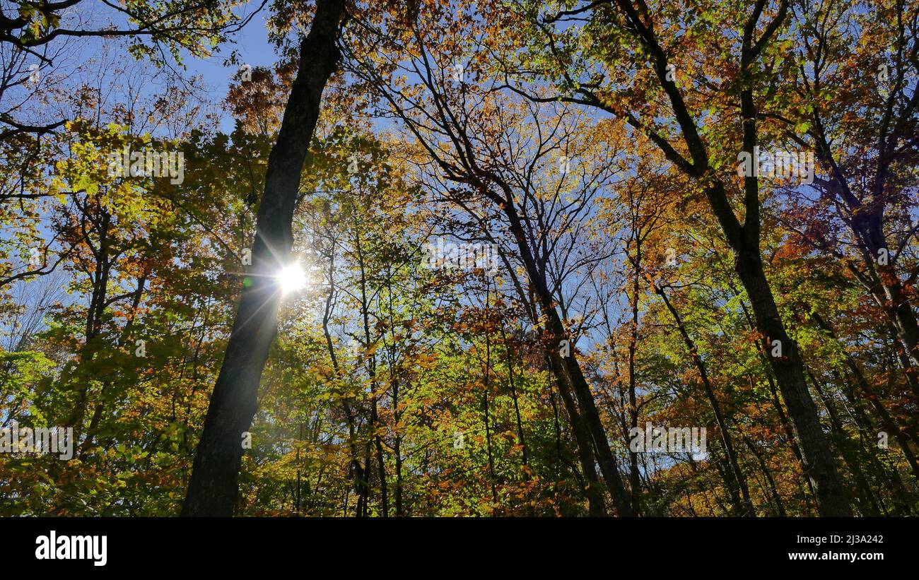 Colorful Fall Foliage. Autumn Trees Stock Photo - Alamy