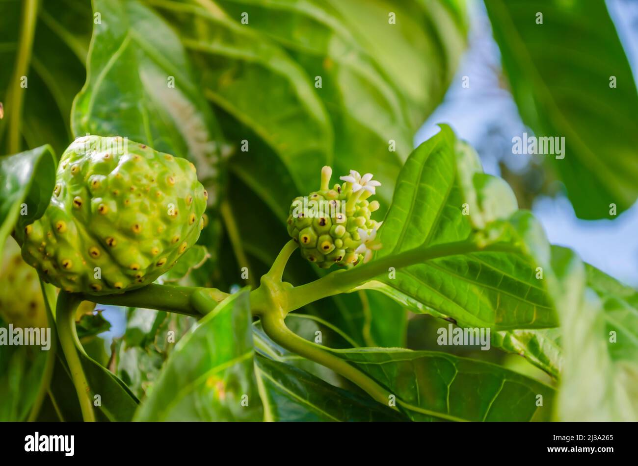 Indian mulberry tree hi-res stock photography and images - Alamy
