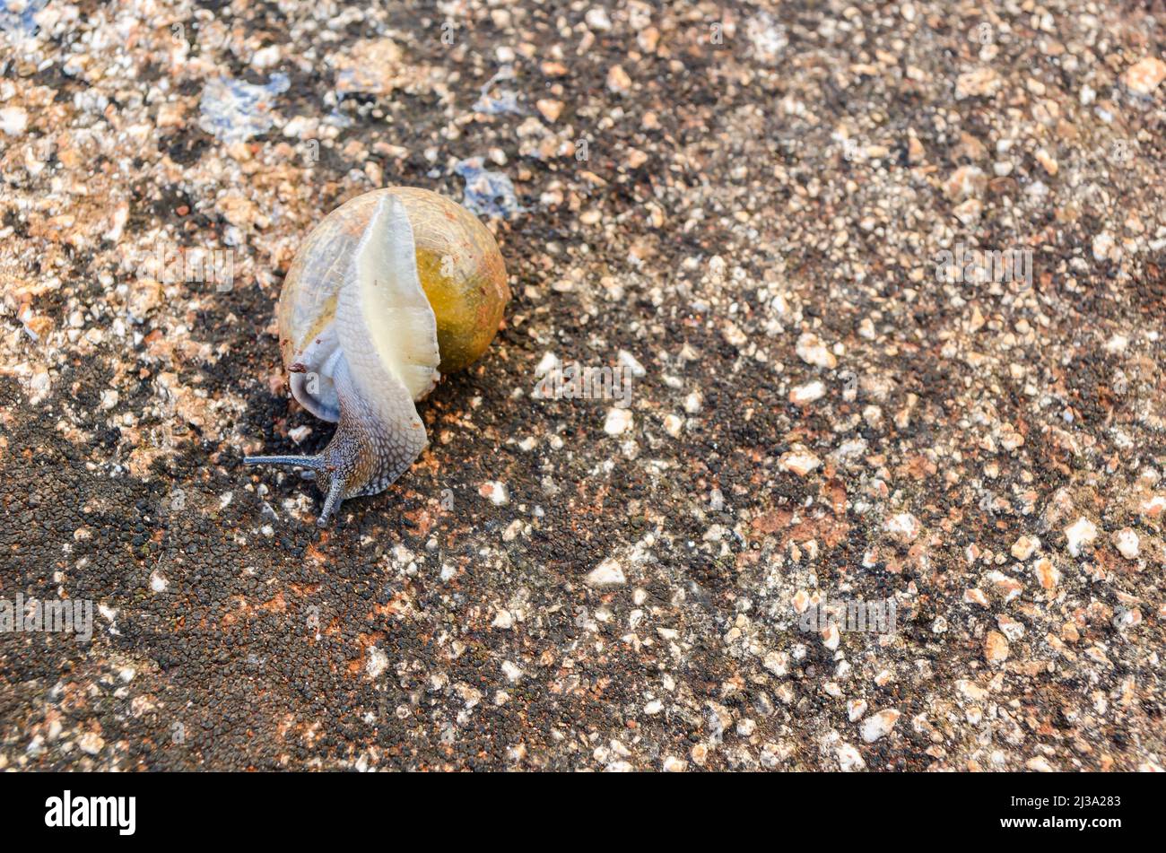 Snail On Pavement Turning Over From Its Back Possition Stock Photo - Alamy