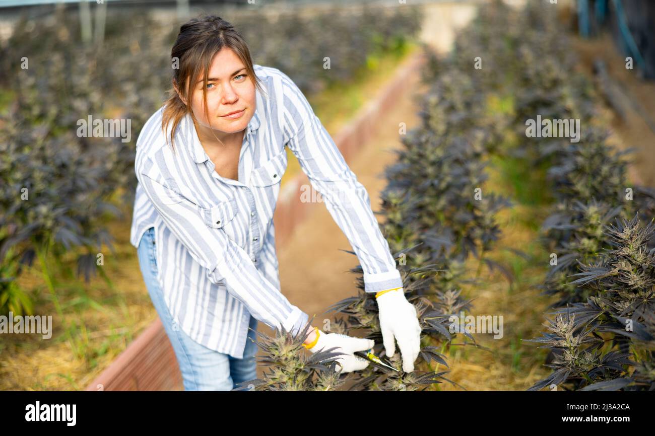 Female Cannabis Farmer Hi Res Stock Photography And Images Alamy