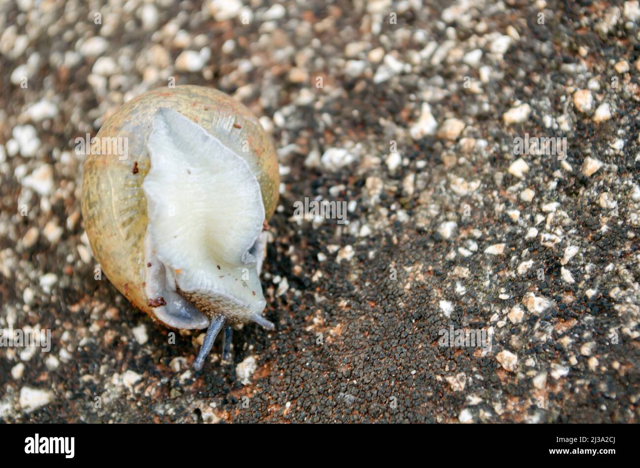 Snail On Concrete Turning Over From Its Back Possition Stock Photo - Alamy