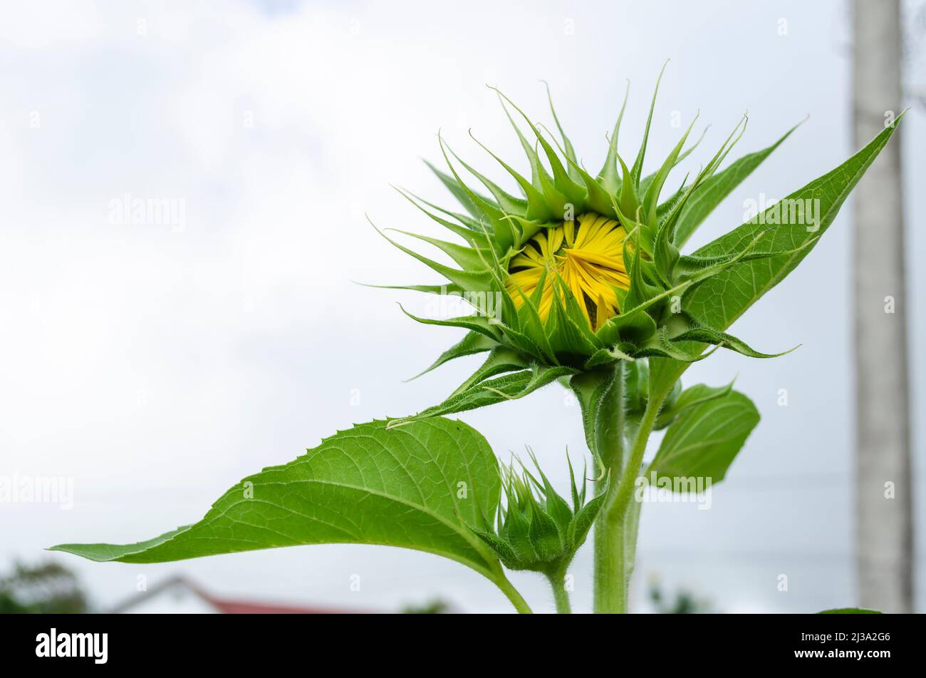 Capitula flower hi-res stock photography and images - Alamy