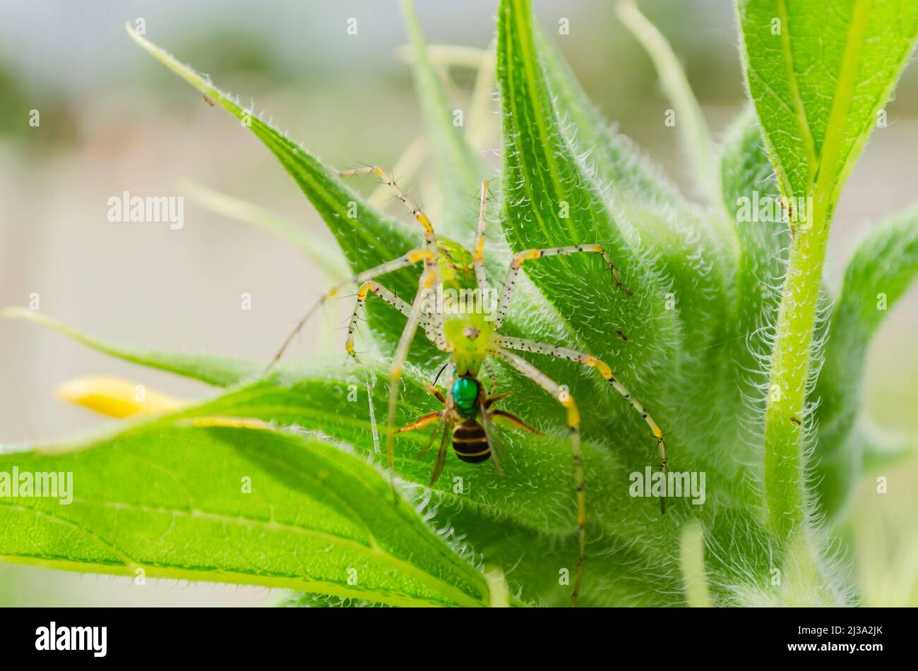 Spider Eating Bee Stock Photo - Alamy