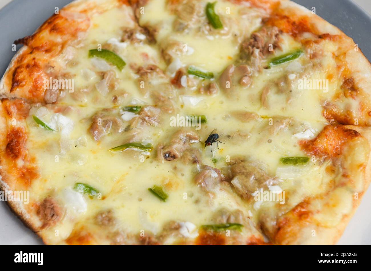 flies on pizza the dirty food contamination hygiene concept, fly on ...